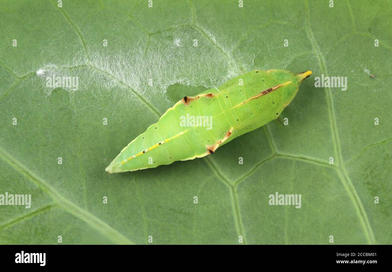 Pupa shell hi-res stock photography and images - Alamy