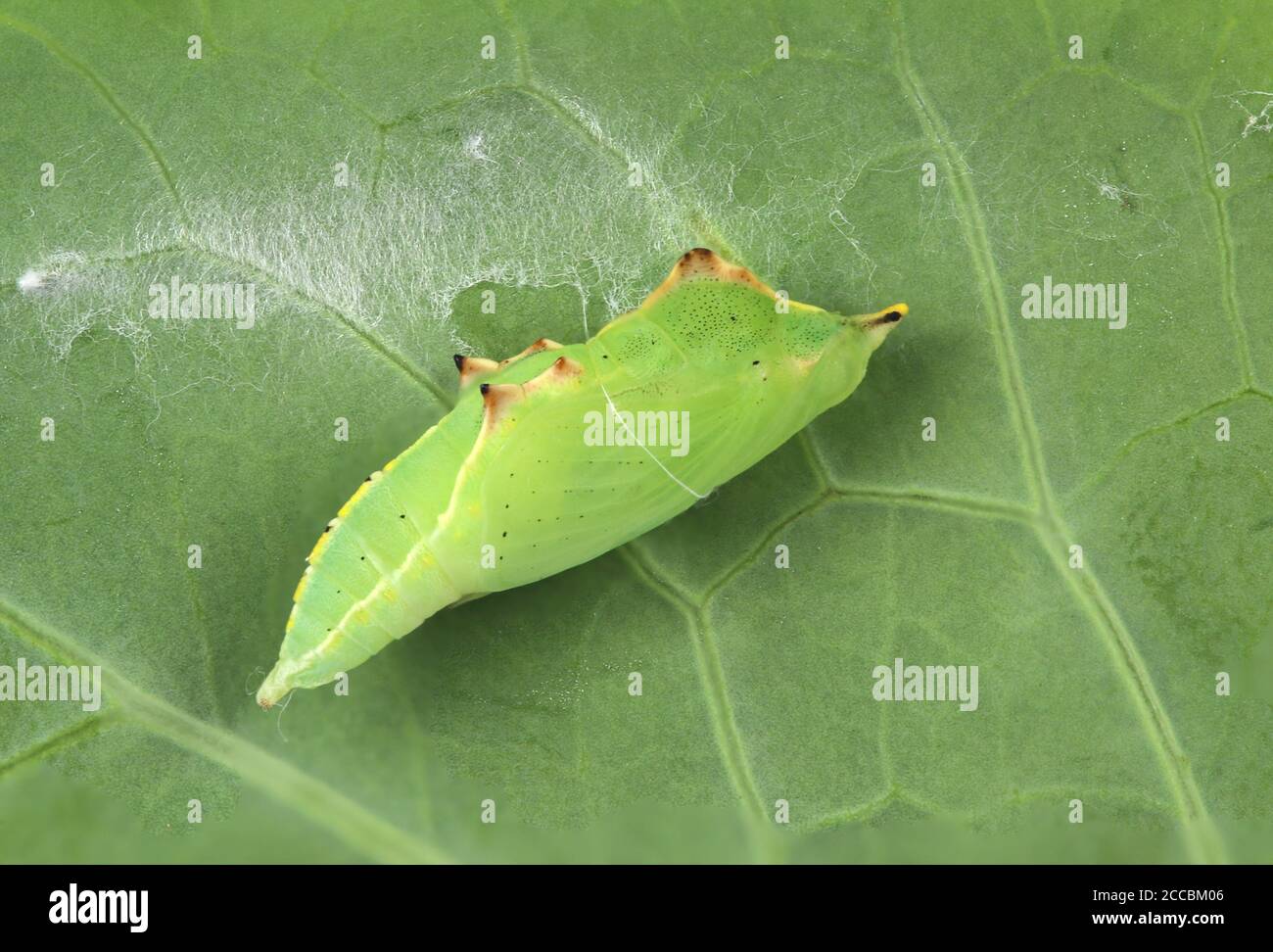 Pupa shell hi-res stock photography and images - Alamy