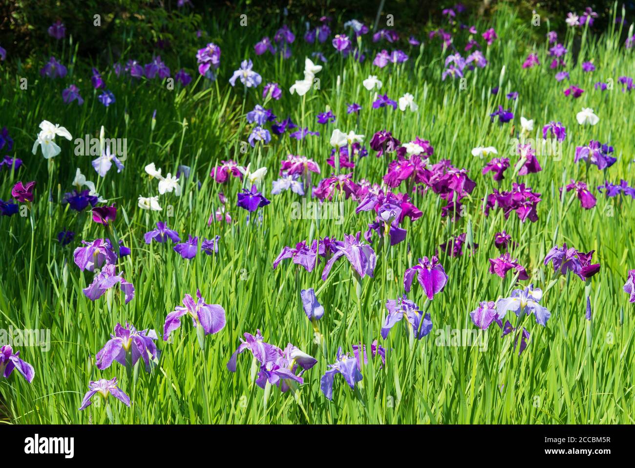 Umenomiya taisha hi-res stock photography and images - Alamy