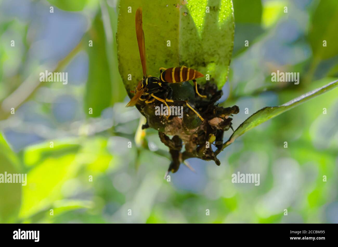 Guinea wasp hi-res stock photography and images - Alamy