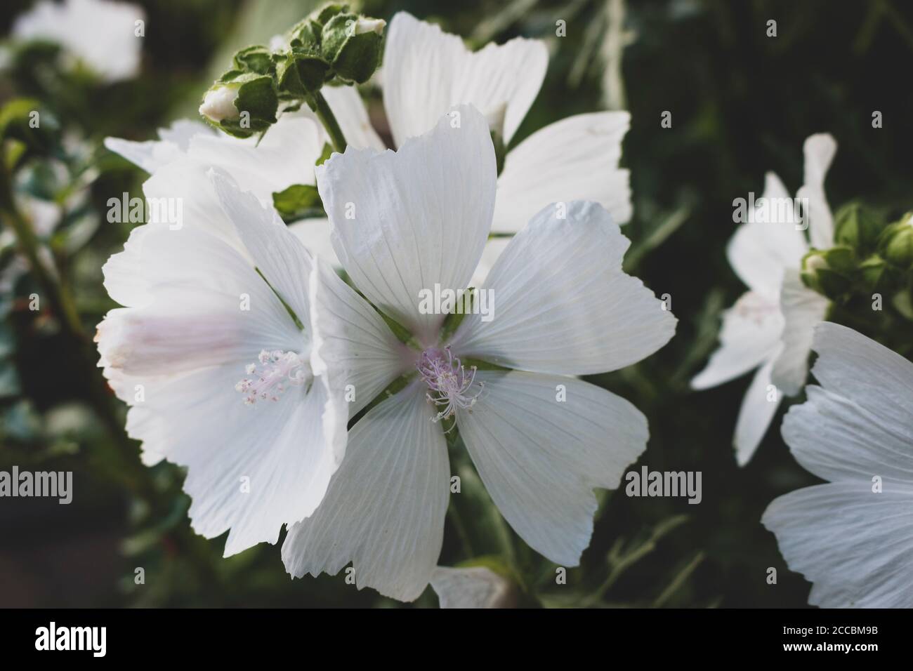 Blooming musk mallow hi-res stock photography and images - Alamy