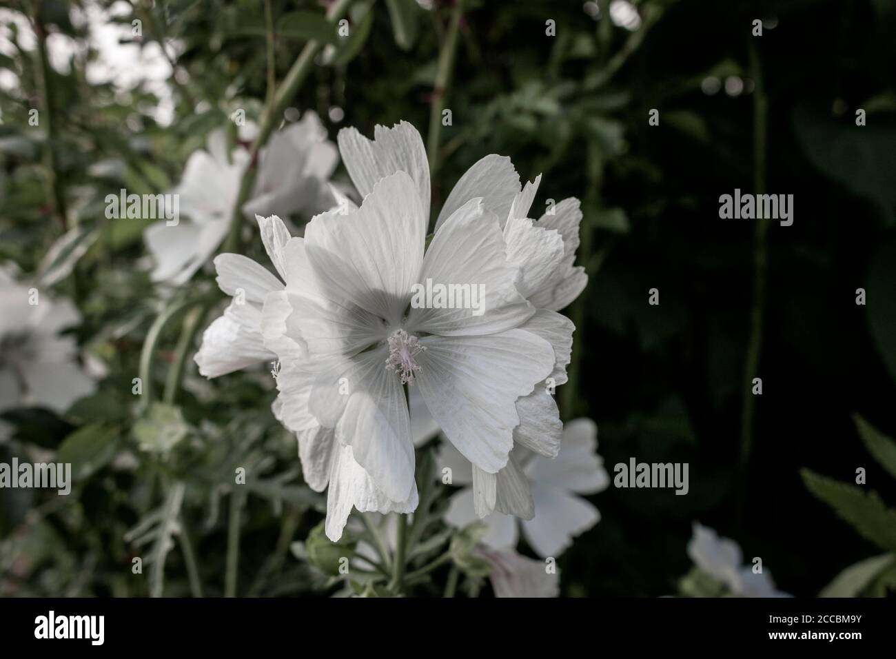 Musk mallow flower, blooming tender white summer Malva moschata flower ...