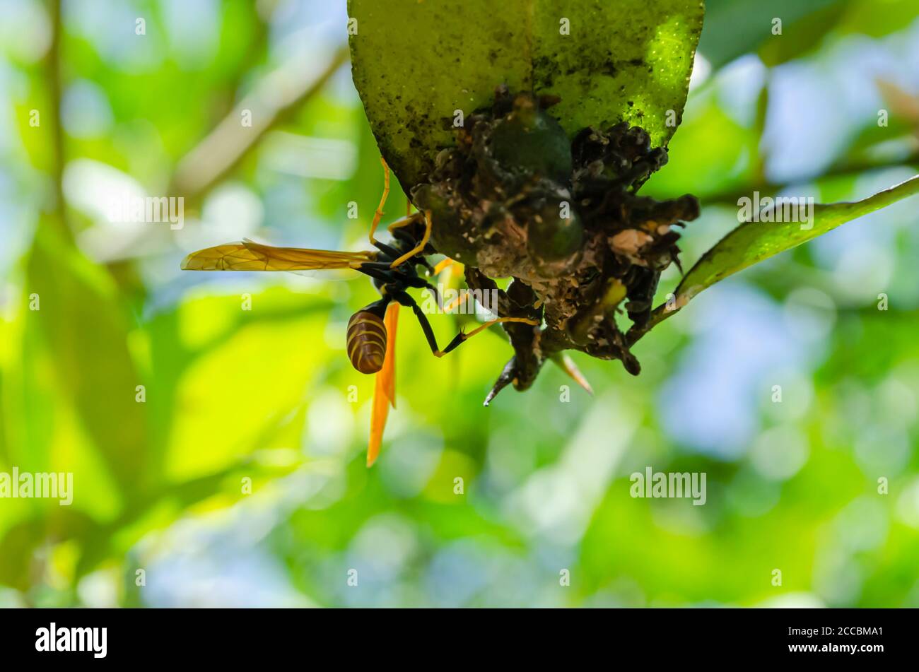 Guinea wasp hi-res stock photography and images - Alamy