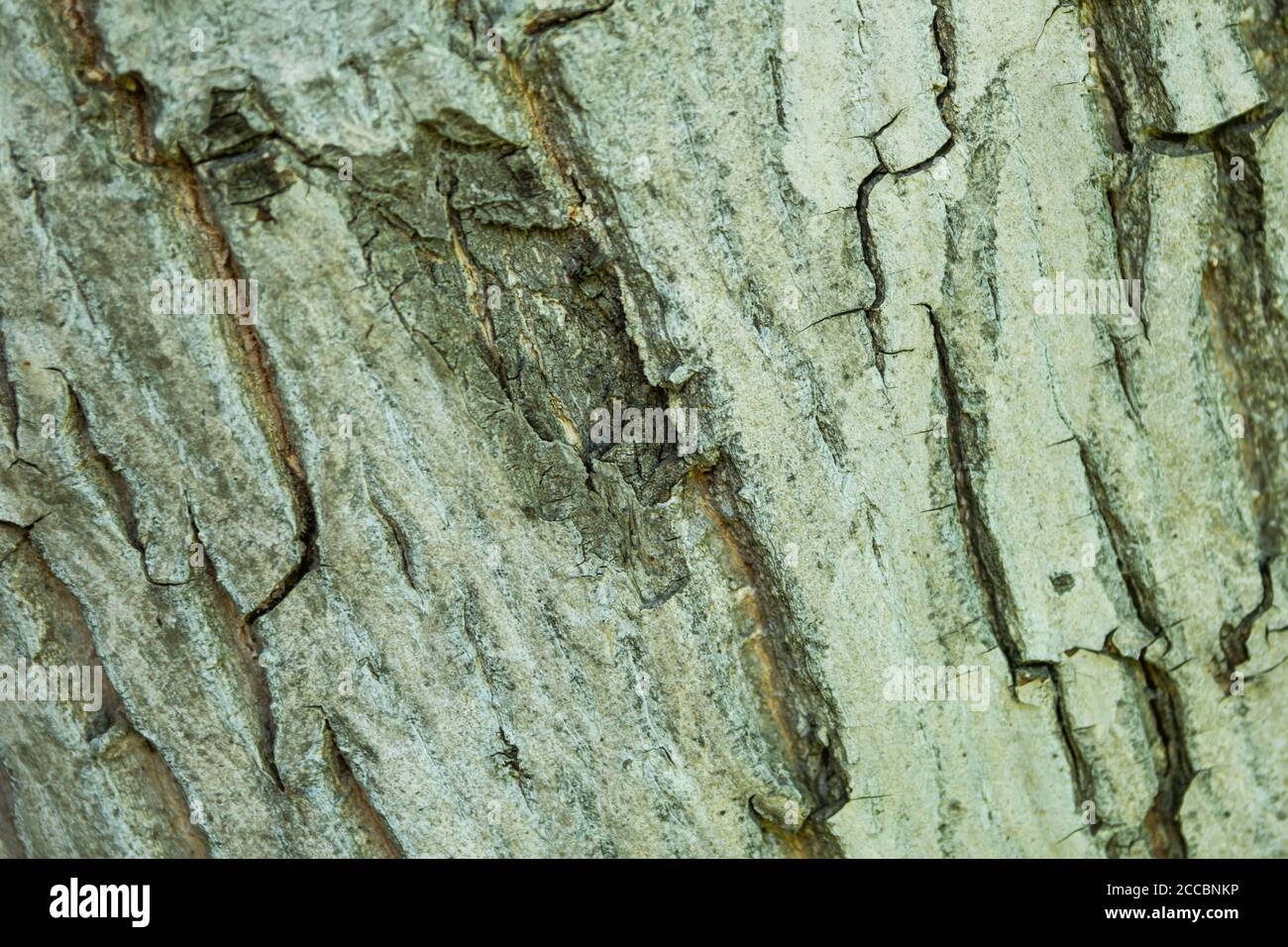 Tree bark texture. Wood material Stock Photo - Alamy