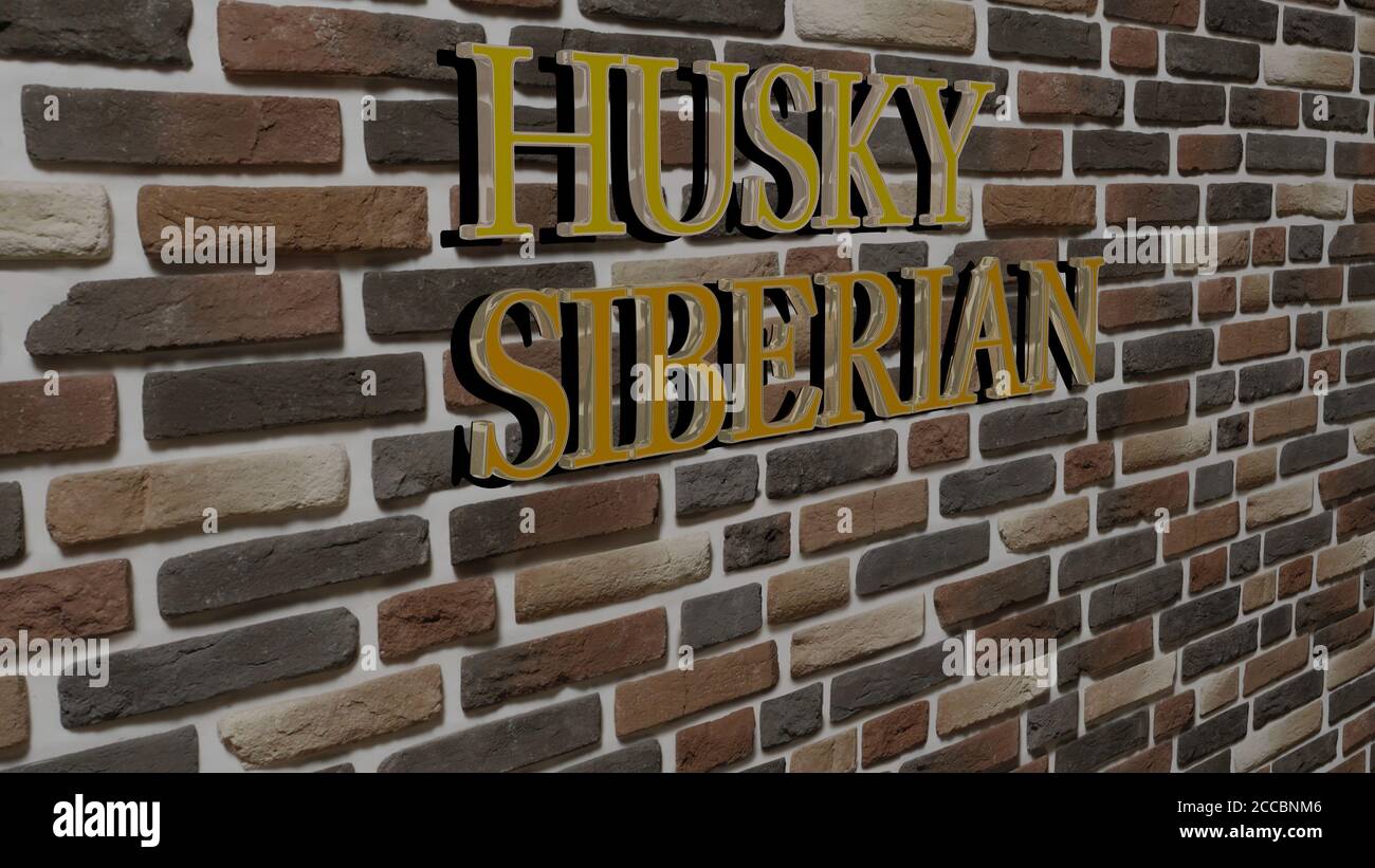 HUSKY SIBERIAN text on textured wall, 3D illustration Stock Photo - Alamy