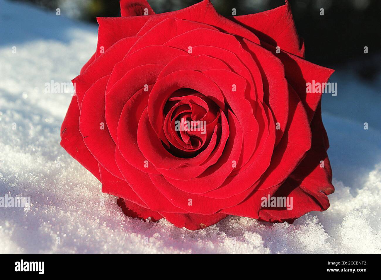 Real rose flower hi-res stock photography and images - Alamy