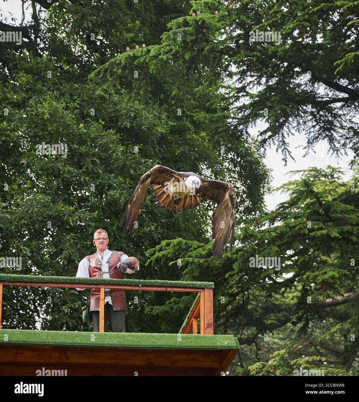 Falconry display at Warwick Castle Stock Photo - Alamy