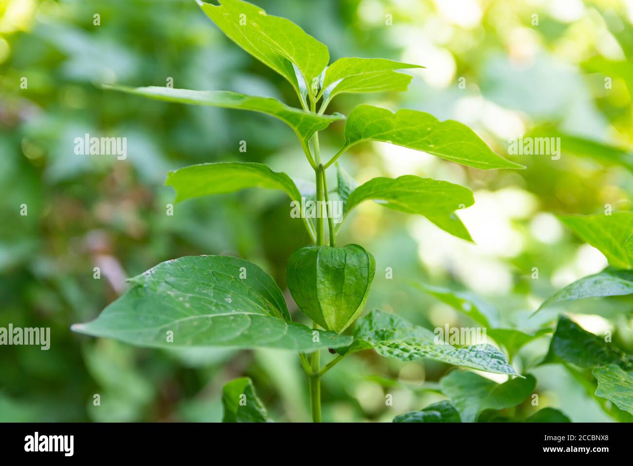 Cranberry bed hi-res stock photography and images - Alamy
