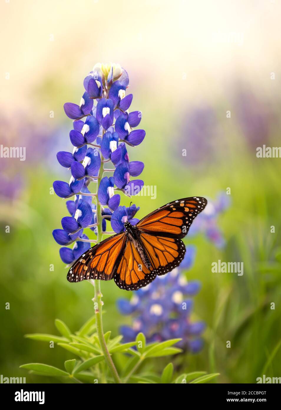 Texas Monarch Butterfly