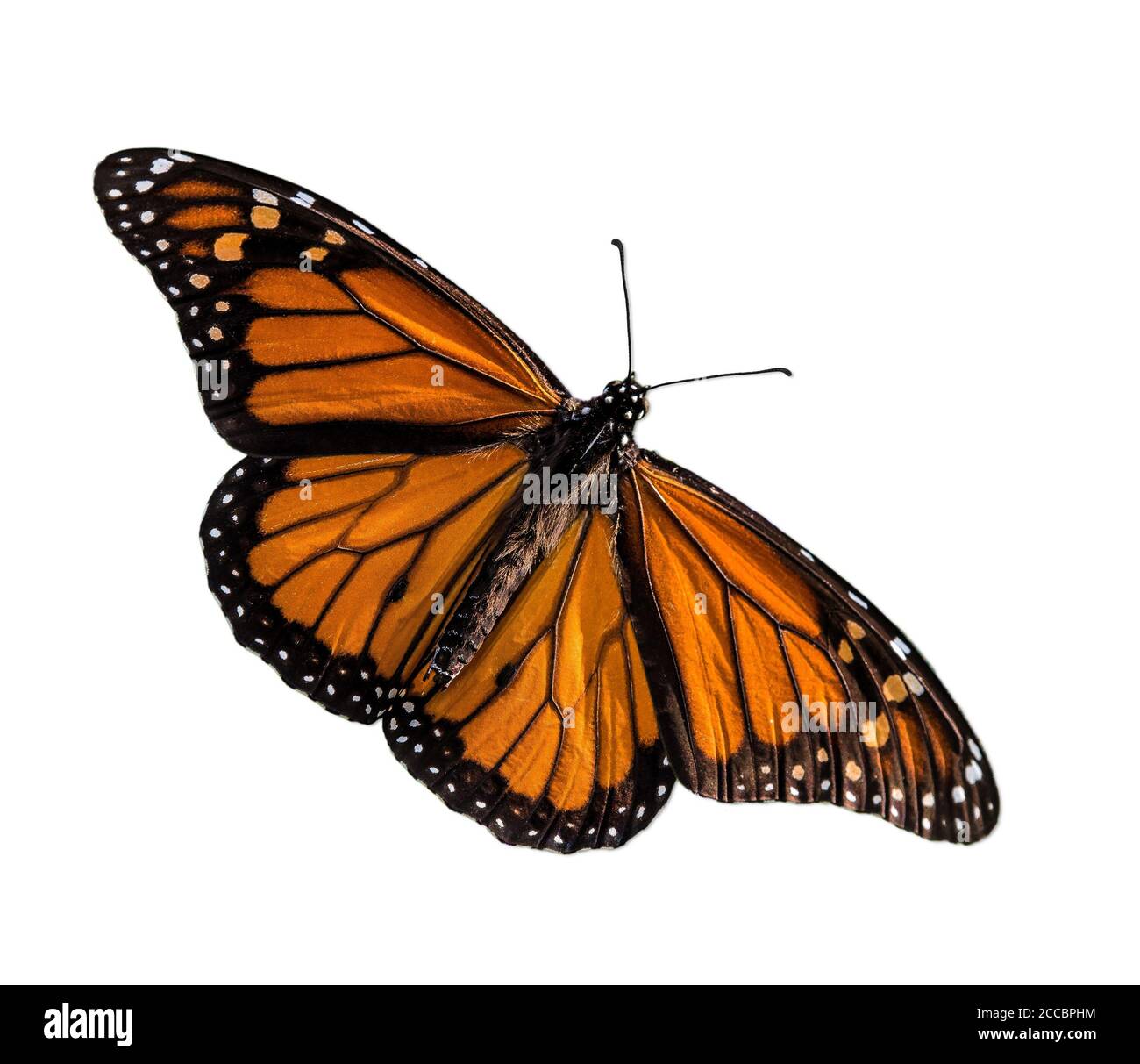 Open wings wing black and white Cut Out Stock Images & Pictures - Alamy