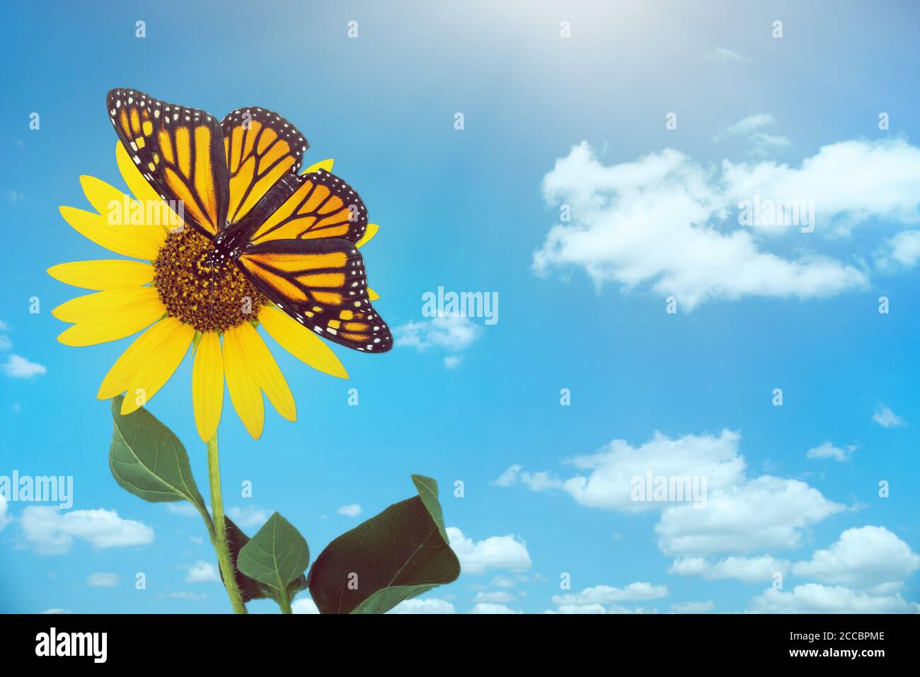 Blue Butterfly On Sunflower