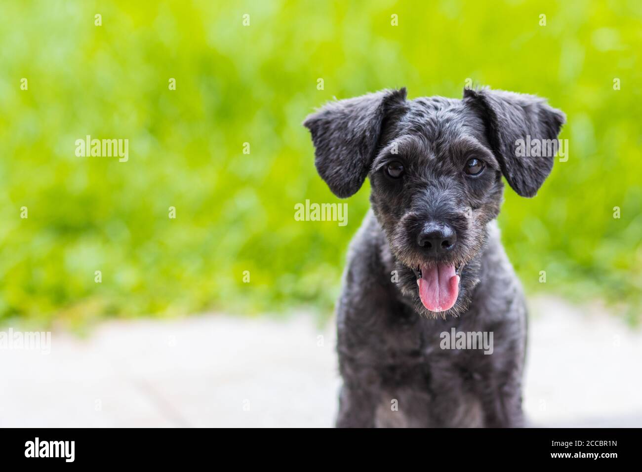 Portrait image of Cute puppy Toy Poodle sit at green garden Stock Photo ...