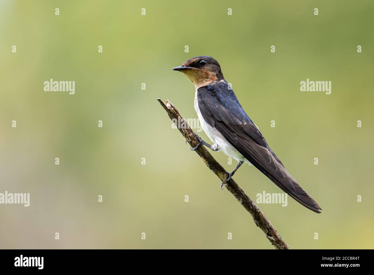 Hirundinidae of thailand hi-res stock photography and images - Alamy