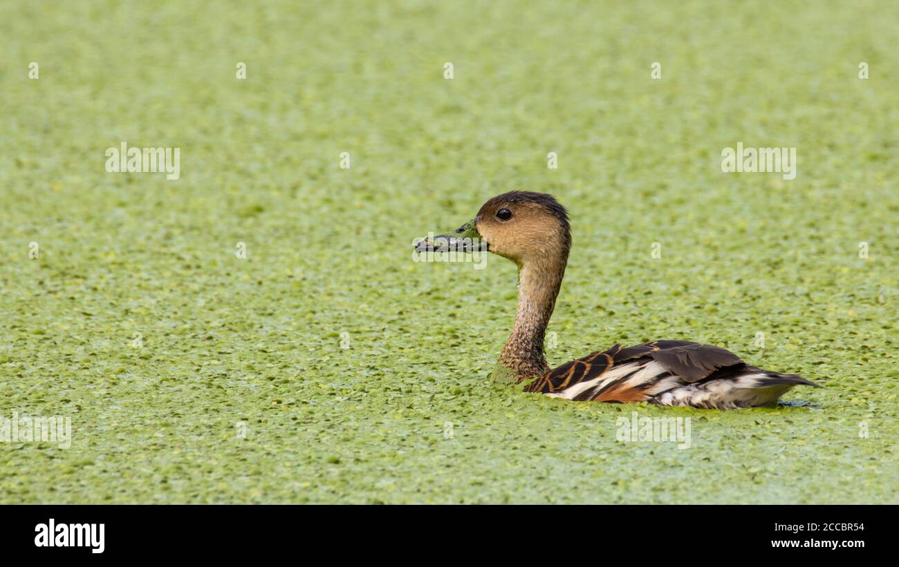 Wildlife whistling ducks chilling on green algae pond Stock Photo - Alamy