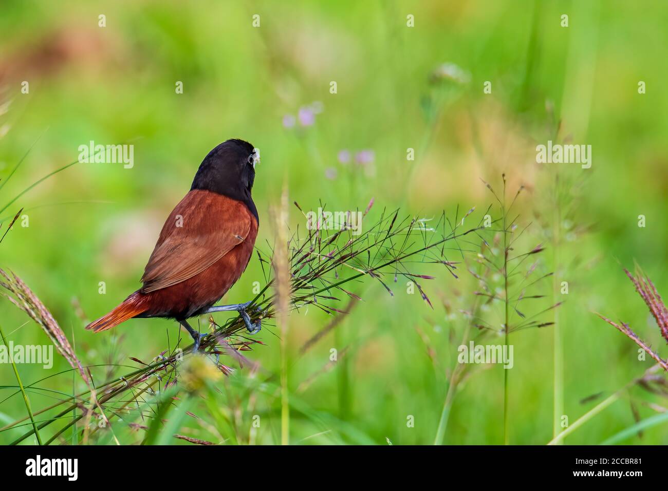 Beautiful small bird Chestnut Munia standing on the grasses with nature ...