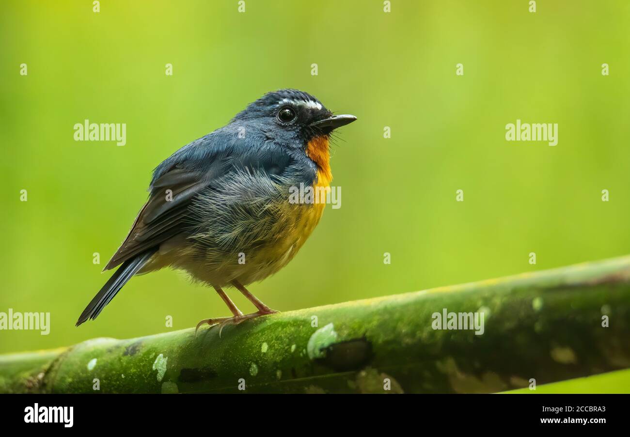 Nature wildlife bird species of Snowy browed flycatcher perch on branch ...