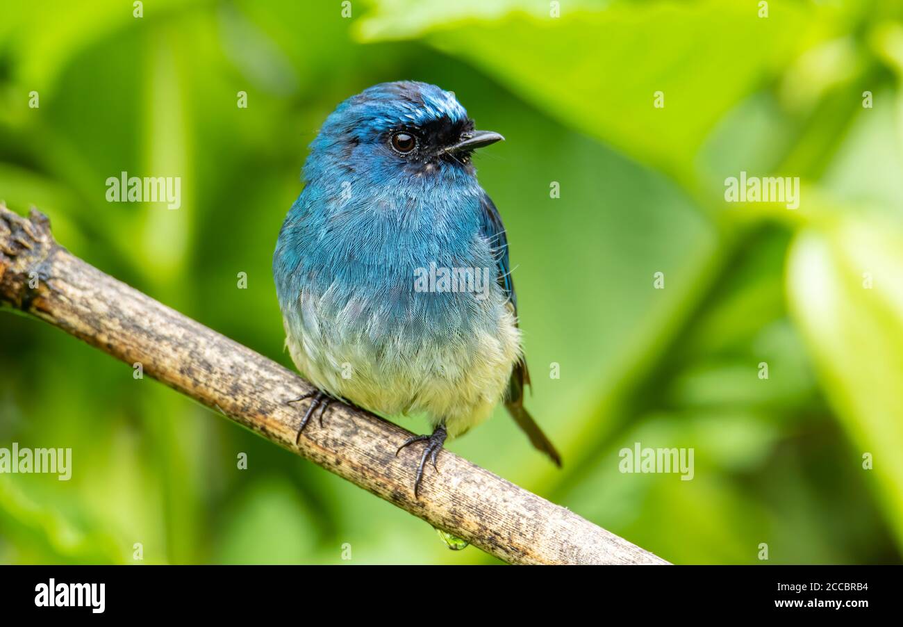 Beautiful blue color bird known as Indigo Flycatcher (Eumyias Indigo ...