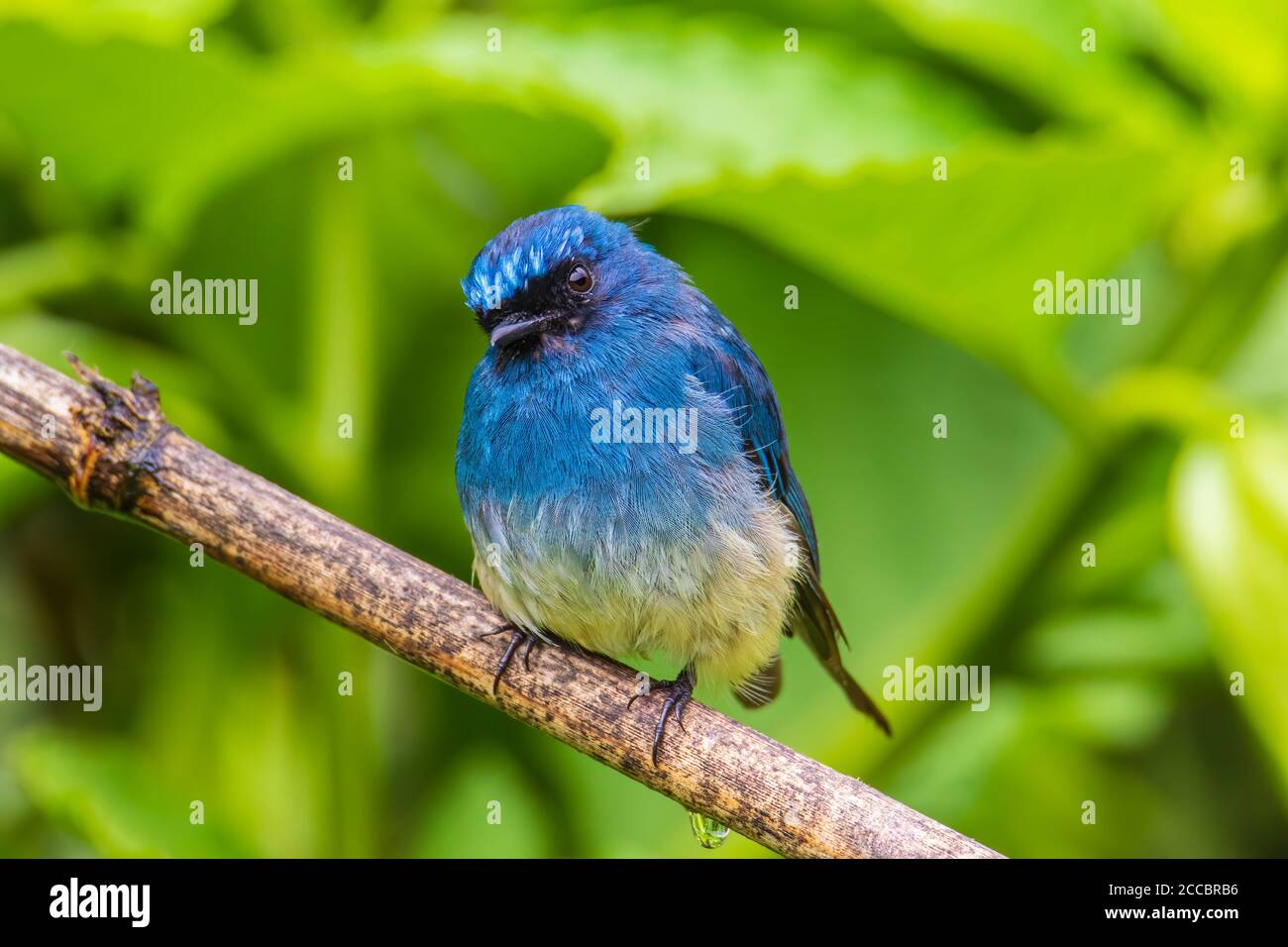 Beautiful blue color bird known as Indigo Flycatcher (Eumyias Indigo ...