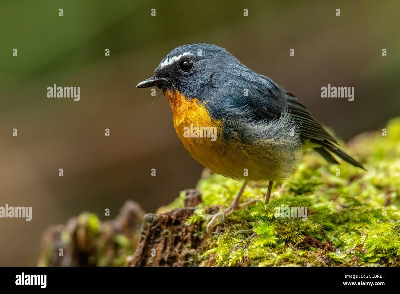 Nature wildlife bird species of Snowy browed flycatcher perch on branch ...