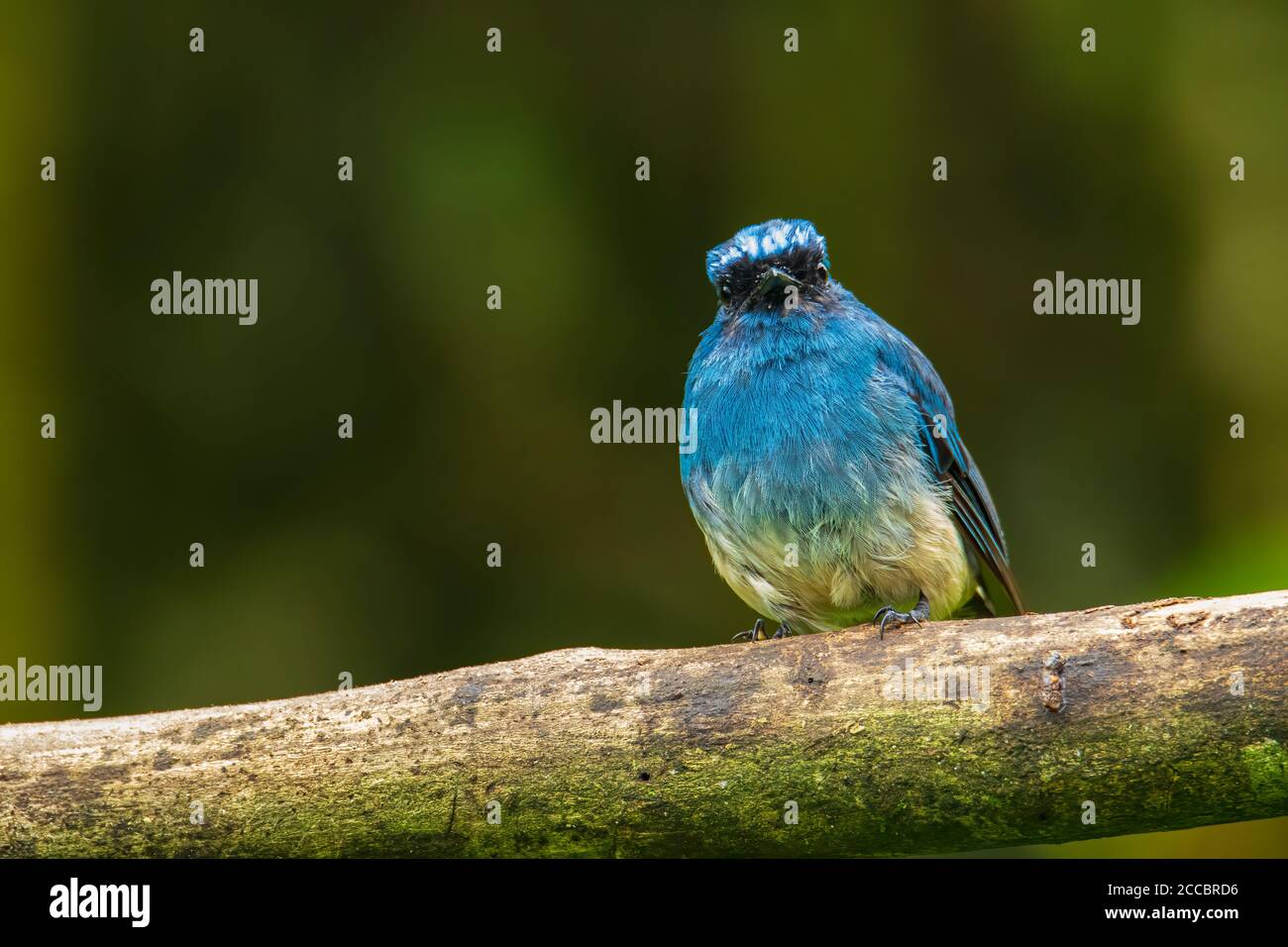 Beautiful blue color bird known as Indigo Flycatcher (Eumyias Indigo ...
