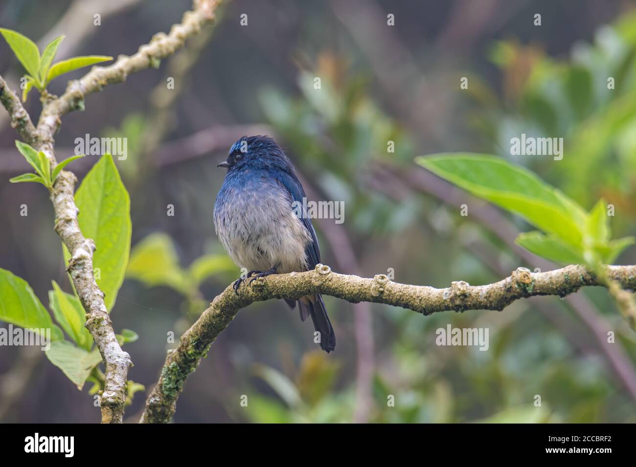 Beautiful blue color bird known as Indigo Flycatcher (Eumyias Indigo ...