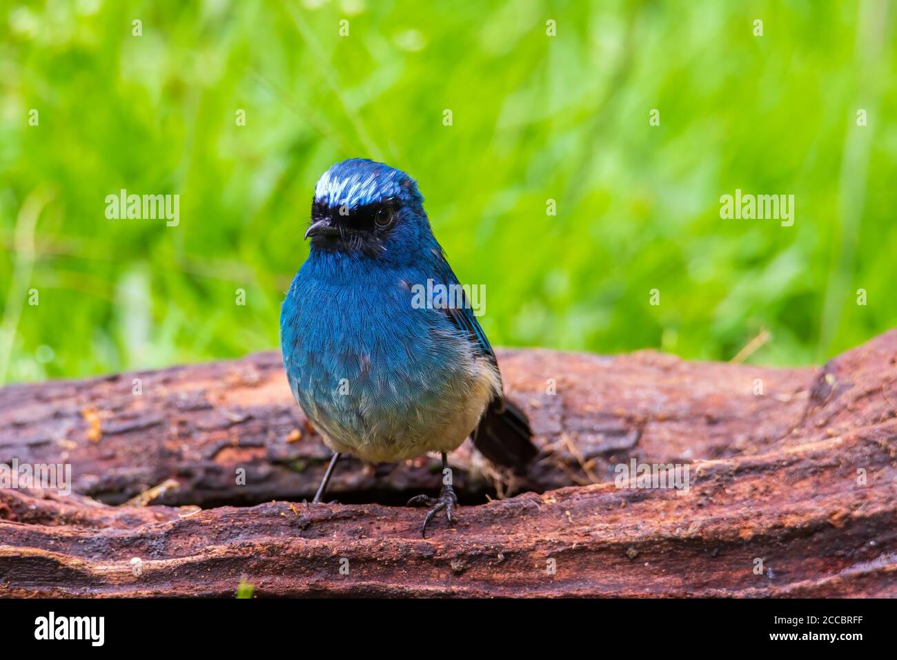 Beautiful blue color bird known as Indigo Flycatcher (Eumyias Indigo ...