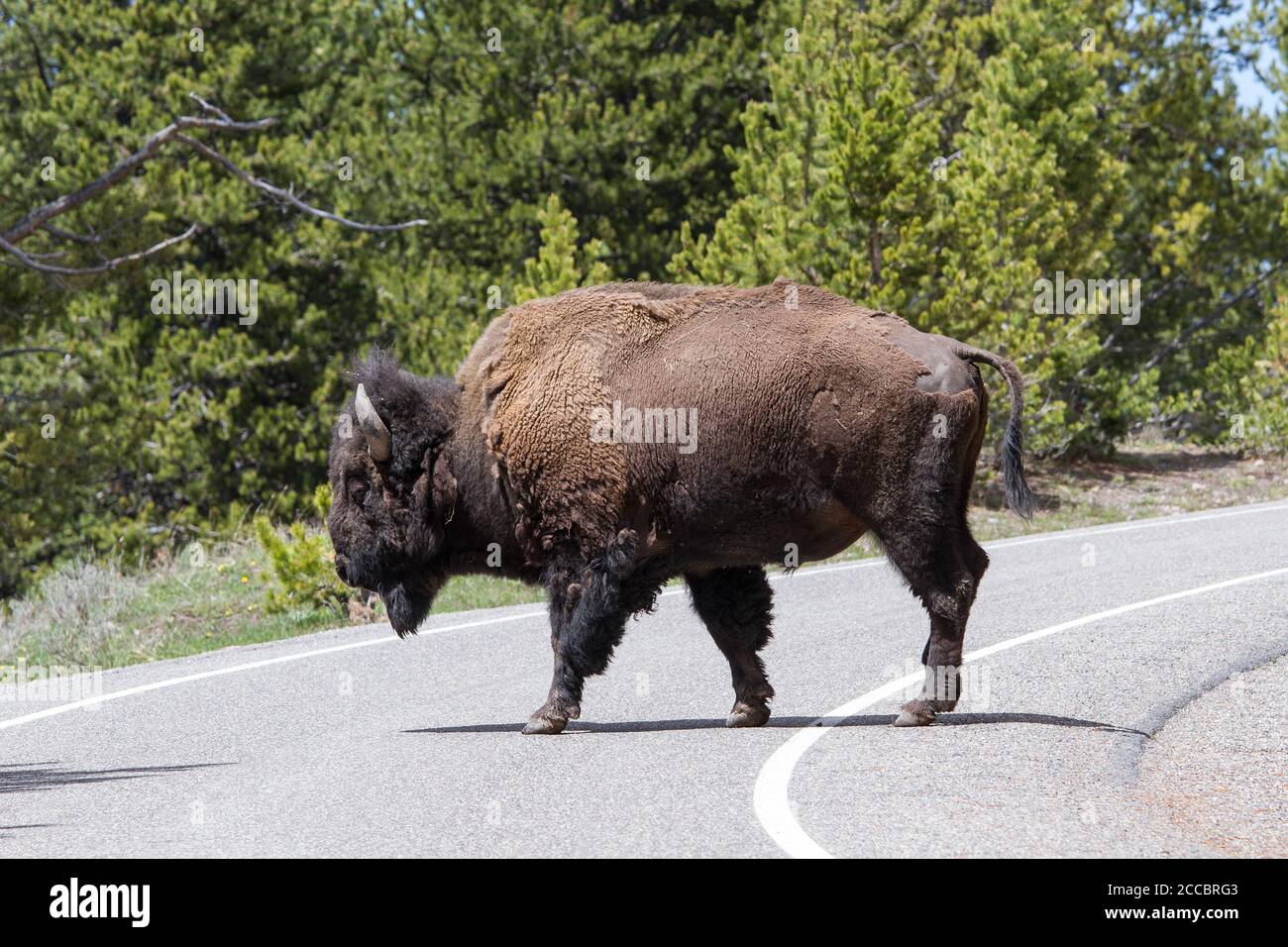 American Bison crossing road in Yellowstone National Park Stock Photo ...