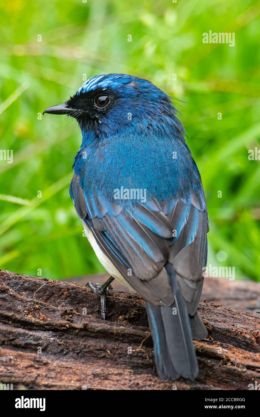 Beautiful blue color bird known as Indigo Flycatcher (Eumyias Indigo ...
