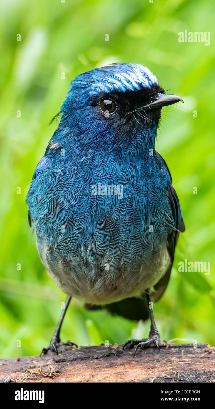 Beautiful blue color bird known as Indigo Flycatcher (Eumyias Indigo ...