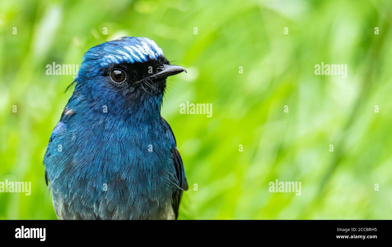 Beautiful blue color bird known as Indigo Flycatcher (Eumyias Indigo ...