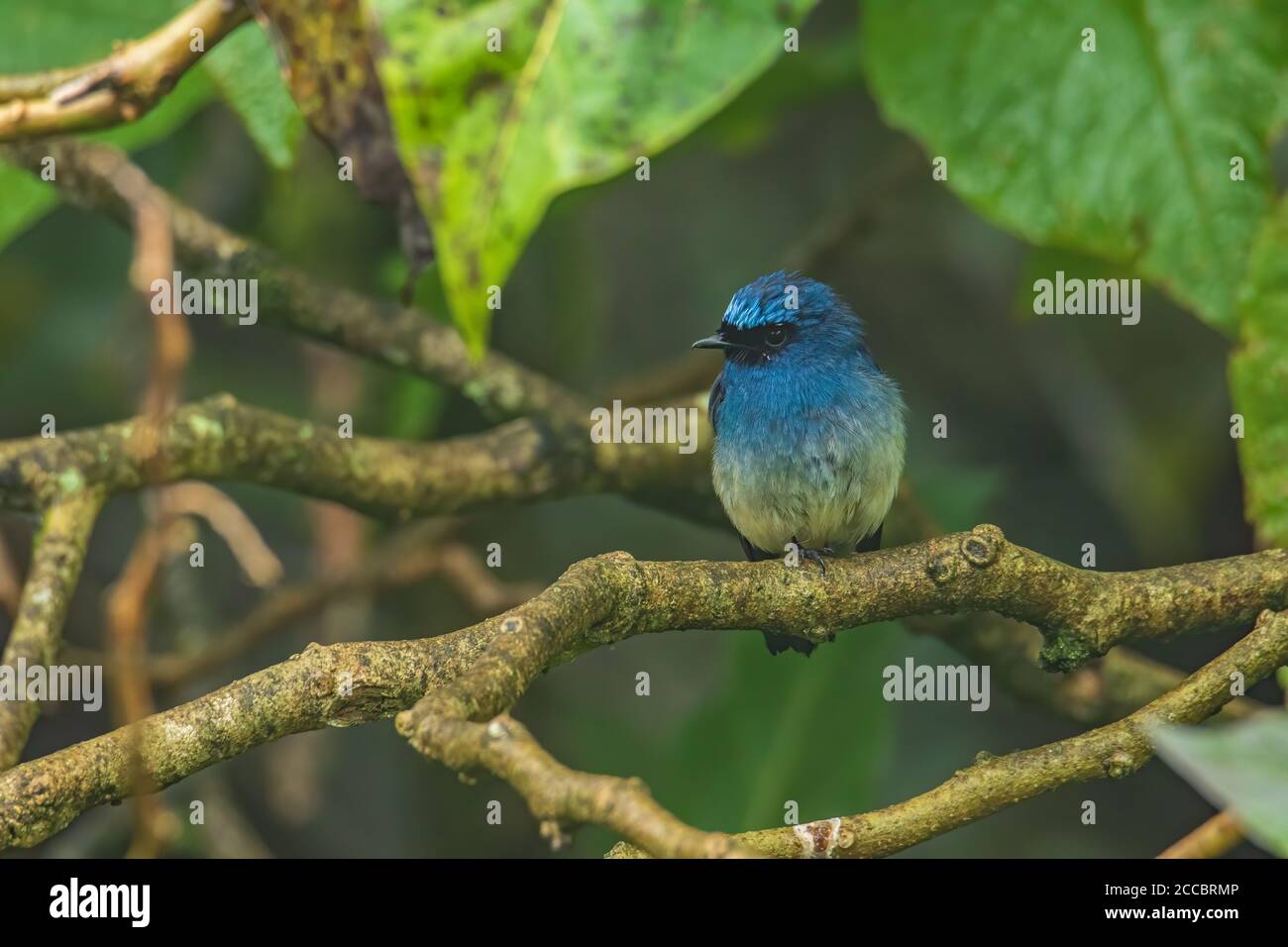 Beautiful blue color bird known as Indigo Flycatcher (Eumyias Indigo ...