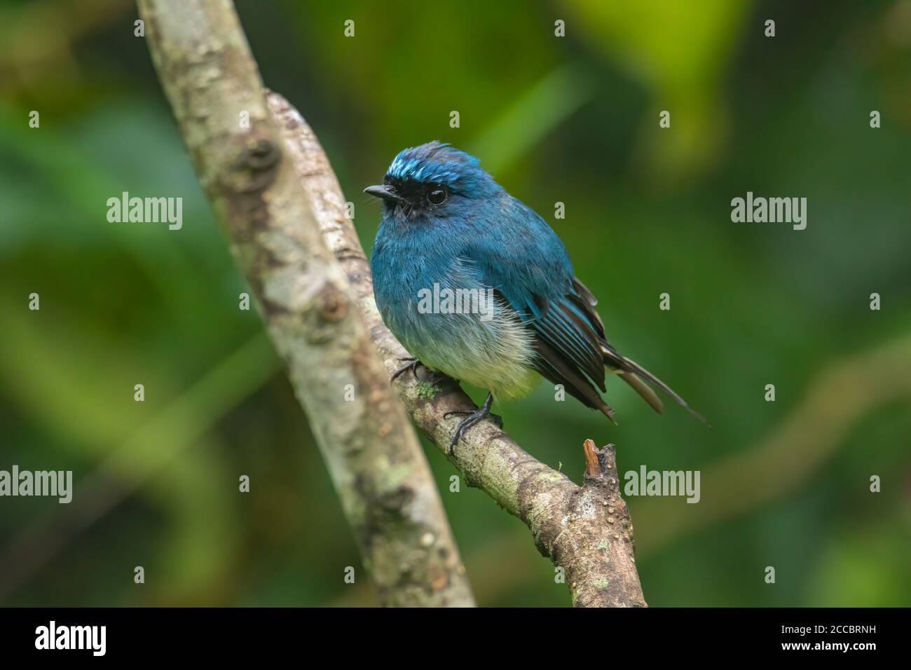 Beautiful blue color bird known as Indigo Flycatcher (Eumyias Indigo ...