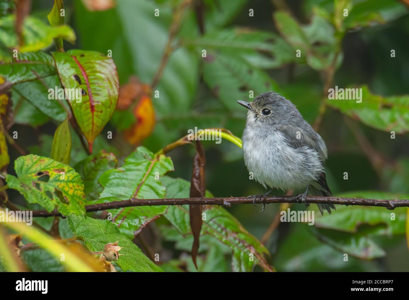 Nature wildlife bird species of Little Pied Flycatcher on perch found ...