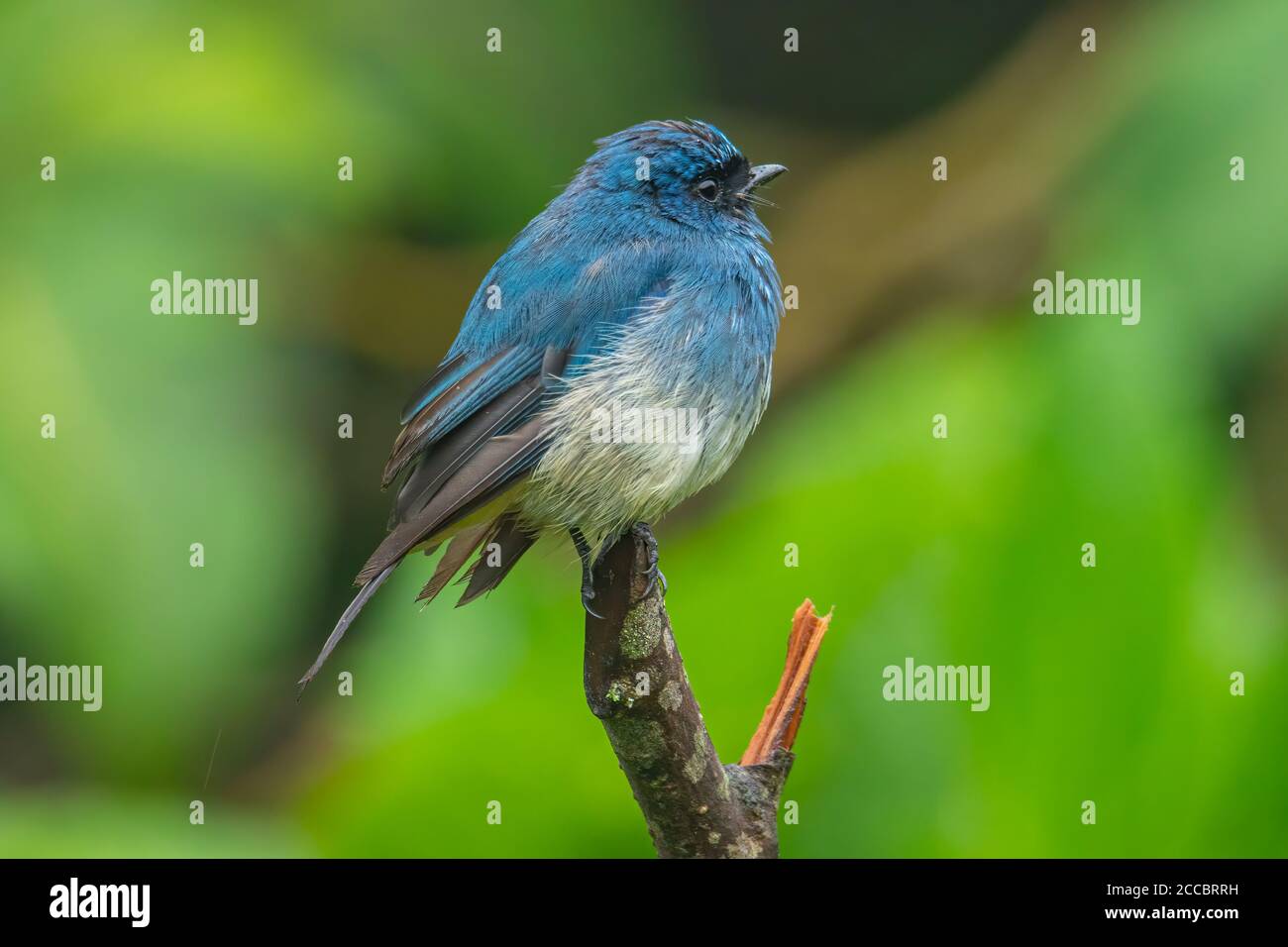 Beautiful blue color bird known as Indigo Flycatcher (Eumyias Indigo ...