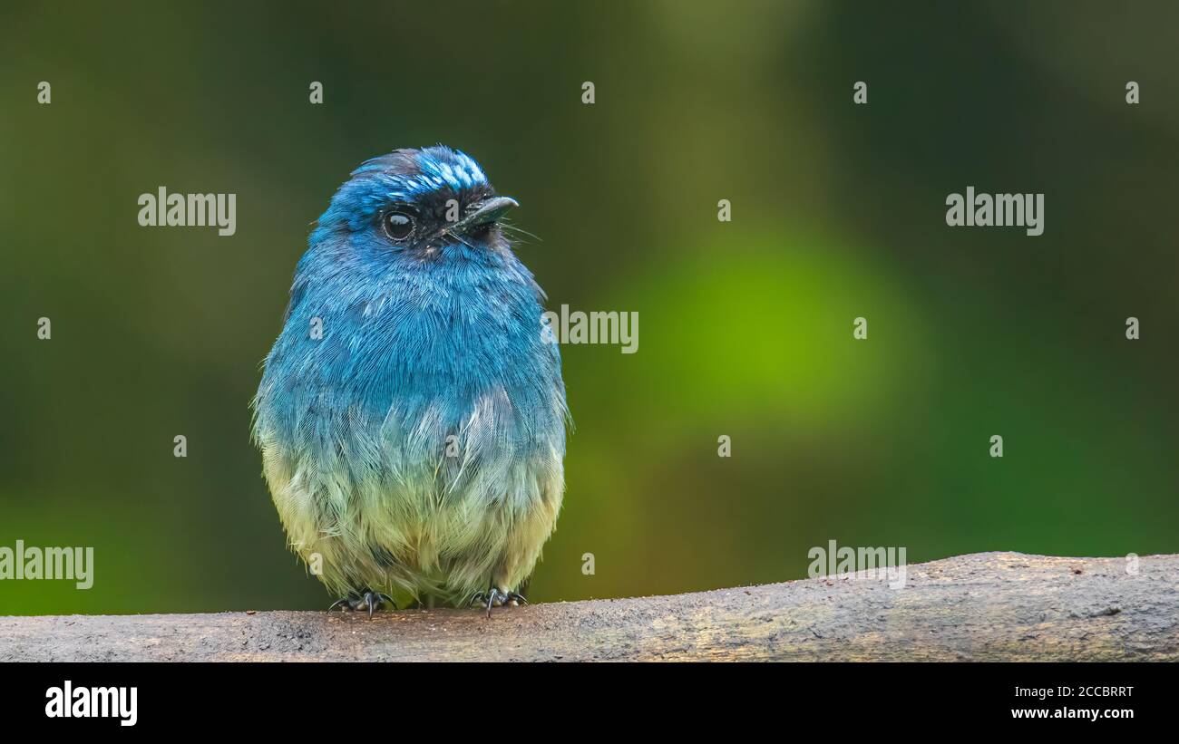 Beautiful blue color bird known as Indigo Flycatcher (Eumyias Indigo ...