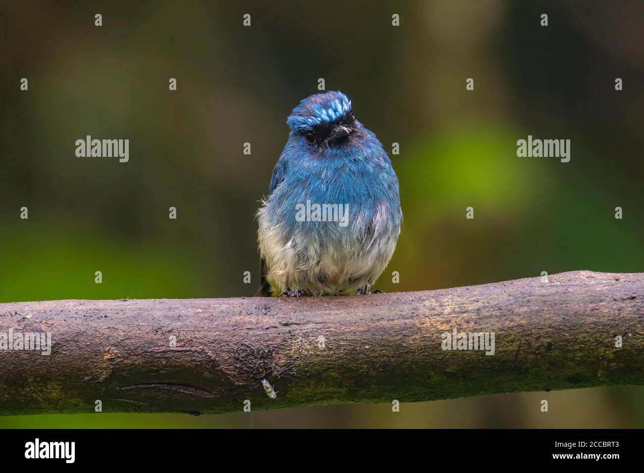Beautiful blue color bird known as Indigo Flycatcher (Eumyias Indigo ...