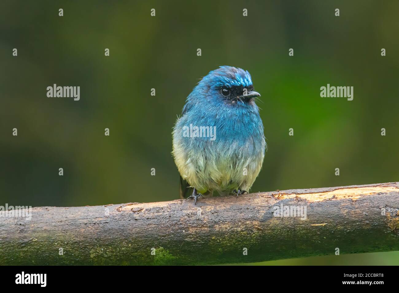 Beautiful blue color bird known as Indigo Flycatcher (Eumyias Indigo ...