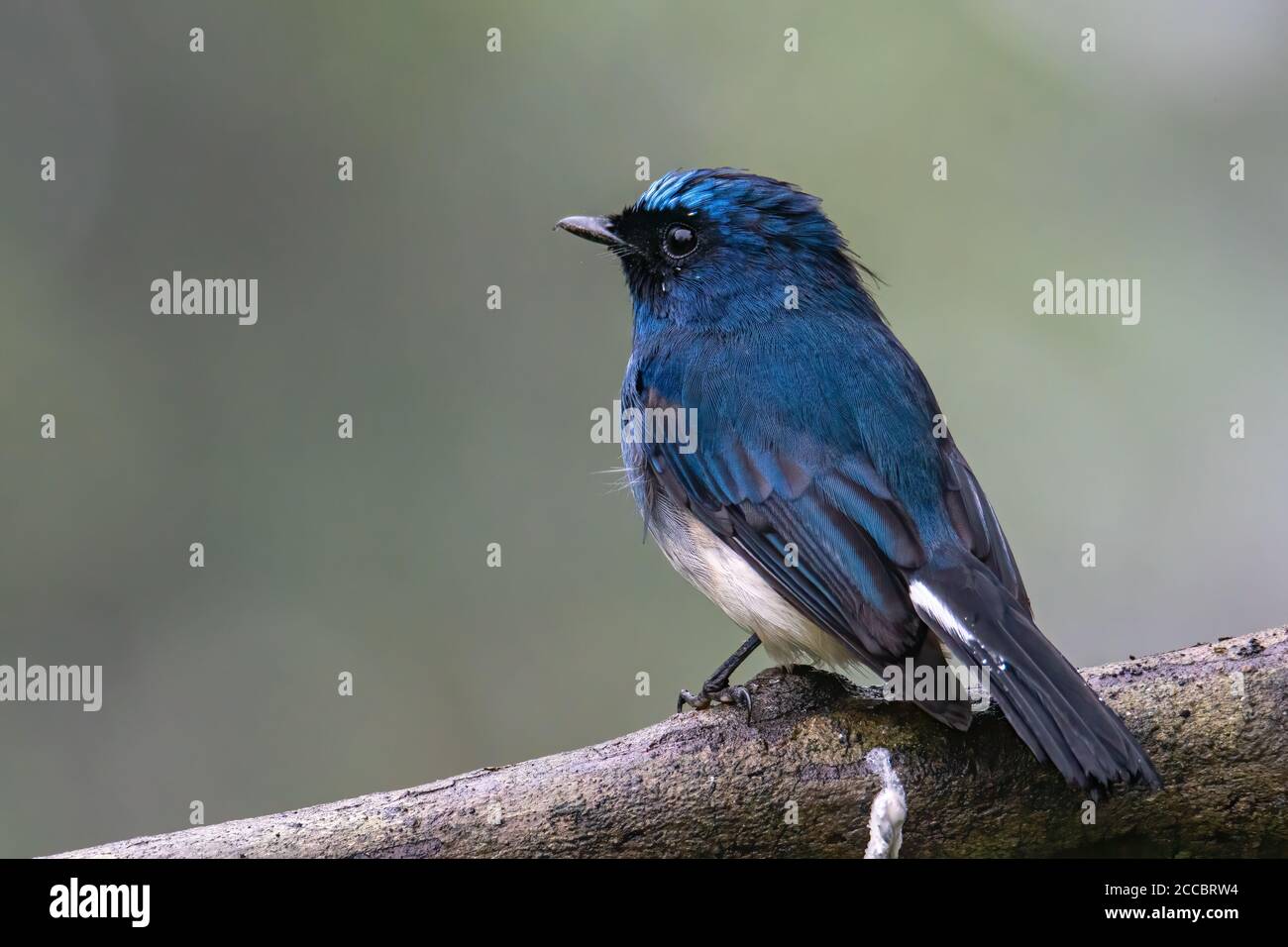 Beautiful blue color bird known as Indigo Flycatcher (Eumyias Indigo ...