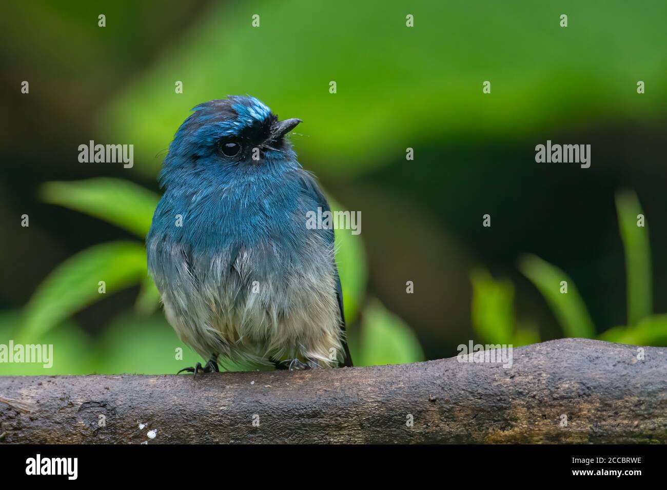 Beautiful blue color bird known as Indigo Flycatcher (Eumyias Indigo ...