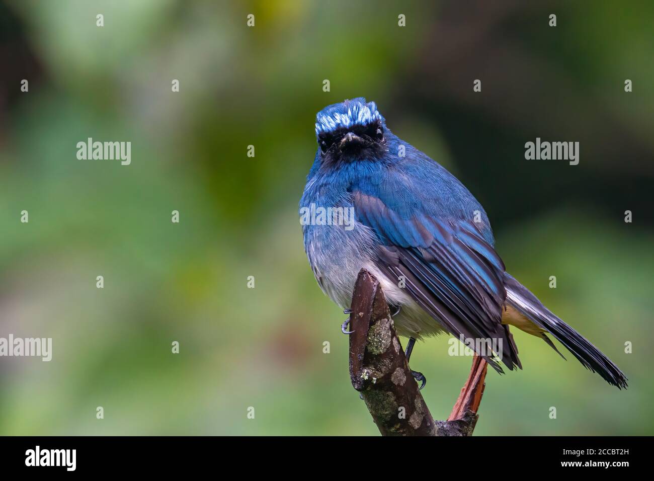 Beautiful blue color bird known as Indigo Flycatcher (Eumyias Indigo ...