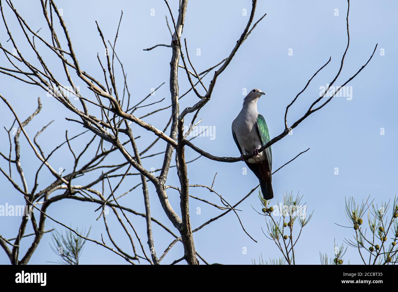 Green Imperial Pigeon (Ducula aenea) perched on a branch in nature ...