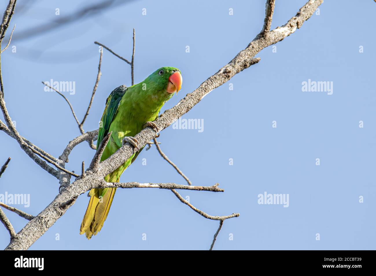 Nature wildlife bird of The blue-naped parrot also the blue-crowned ...