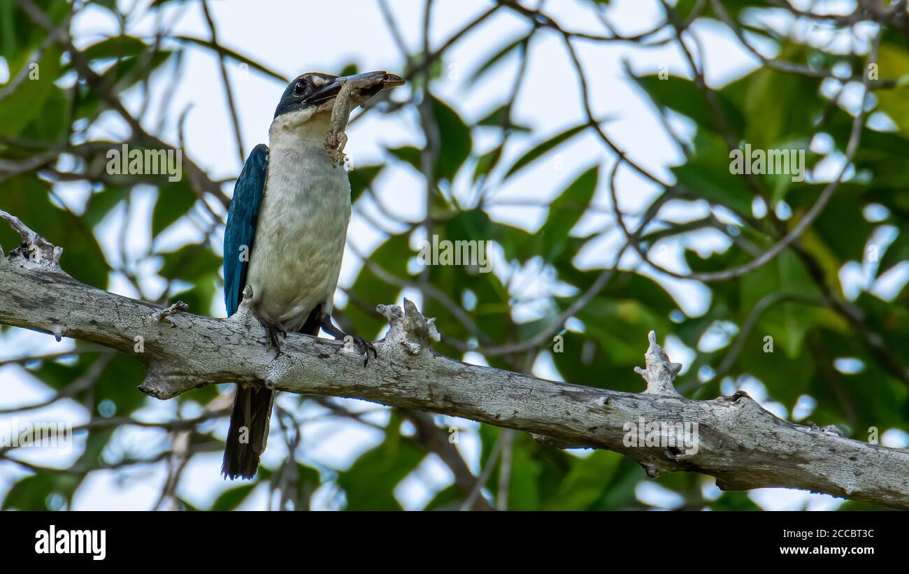 Islet kingfisher hi-res stock photography and images - Alamy