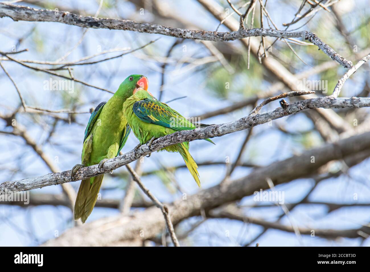 Nature wildlife bird of The blue-naped parrot also the blue-crowned ...