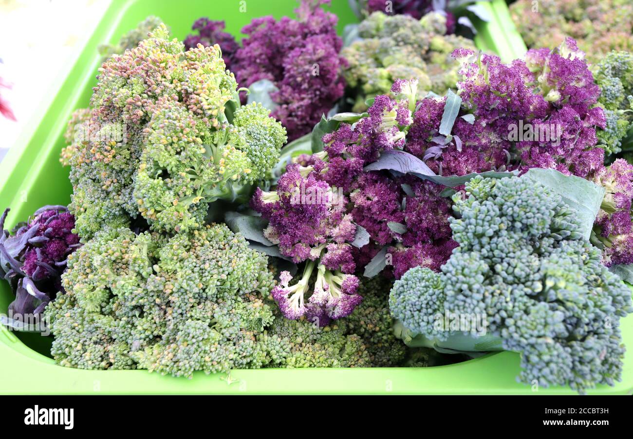 Variety of colored broccoli vegetable Stock Photo - Alamy