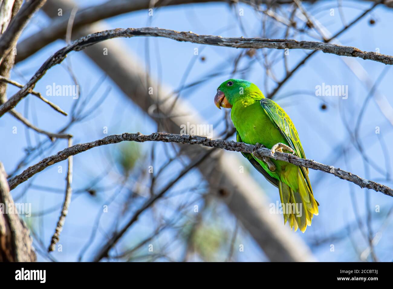 Nature wildlife bird of The blue-naped parrot also the blue-crowned ...