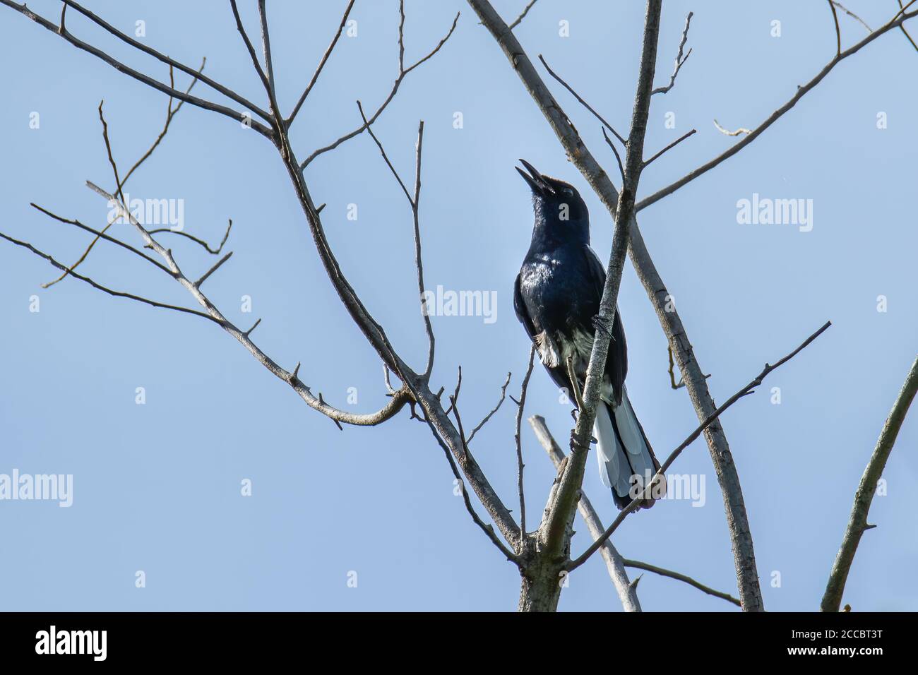 Malaysian national bird hi-res stock photography and images - Alamy