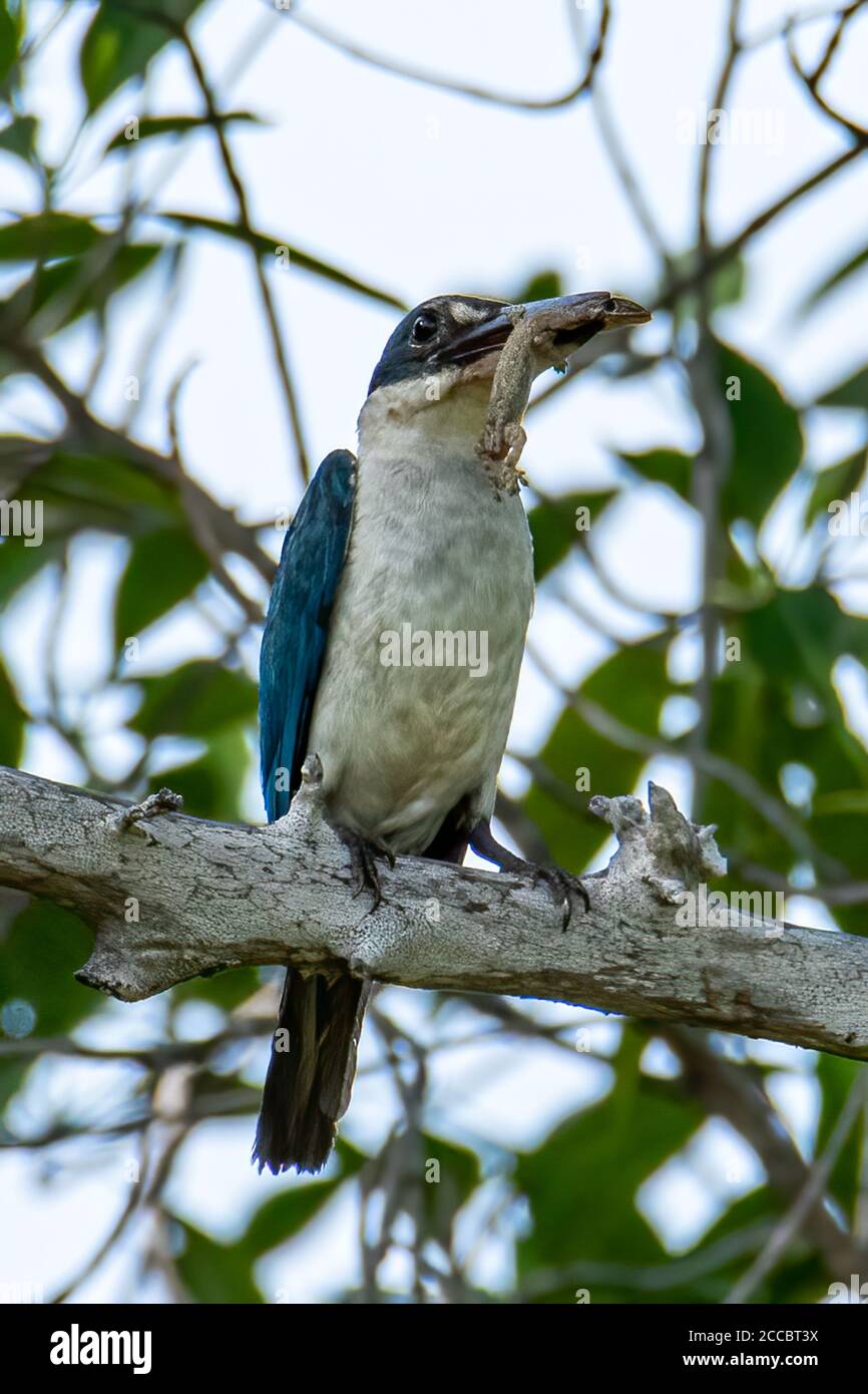 Islet kingfisher hi-res stock photography and images - Alamy