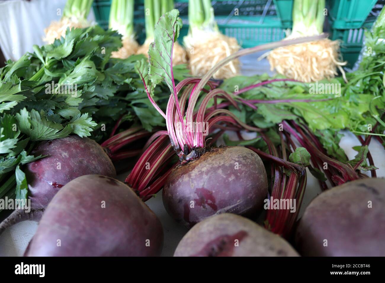 Colorful beetroot with leaves on a daylight Stock Photo - Alamy