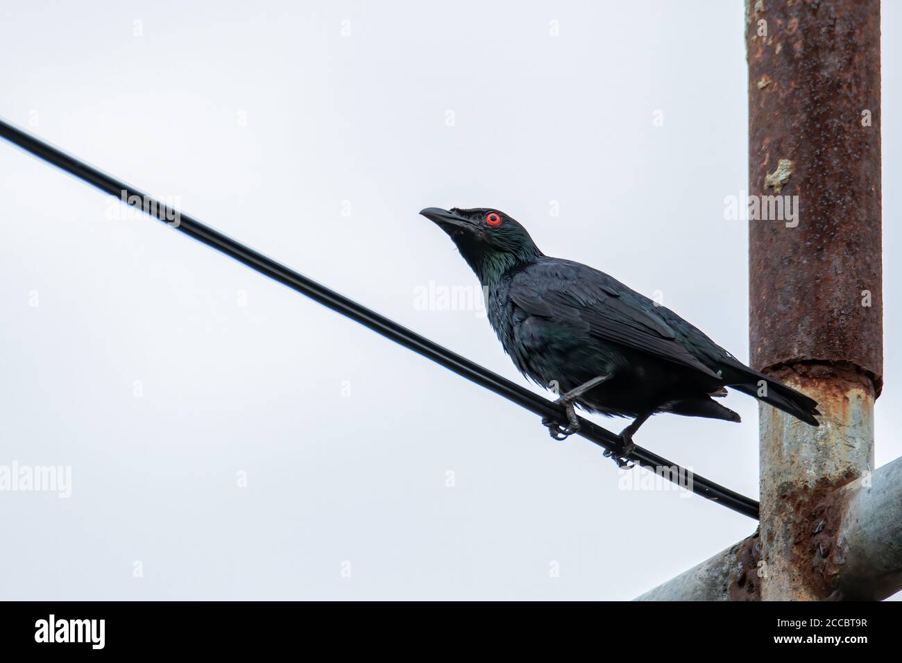 Asian Glossy Starlings bird standing on electric cable Stock Photo - Alamy